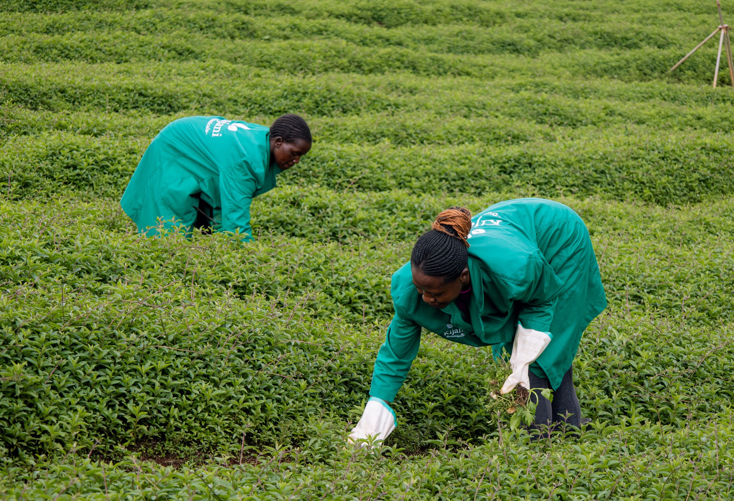 Who we are - Kijani Botanicals Limited